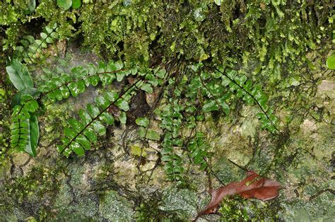 Asplenium Tripteropus Aspleniaceae