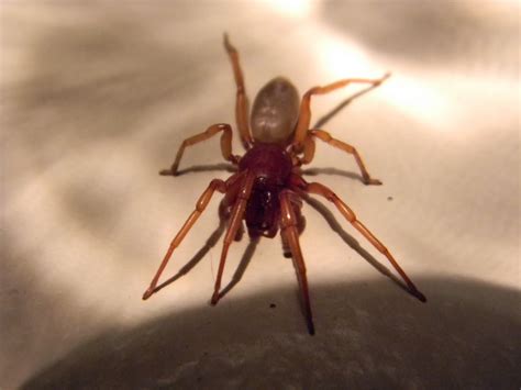 Free Photo Red Spider Bite Bug Crawl Free Download Jooinn