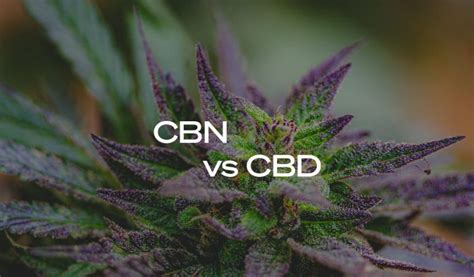 CBN Vs CBD What Is The Difference Healthy Vibez CBD