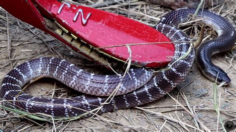 Common Krait Snake Rescue Team