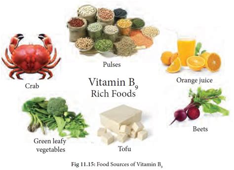 Vitamin B9 Function And Deficiency At Nicki Crittenden Blog