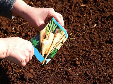 Seeding Stock Image Image Of Food Fertility Growing