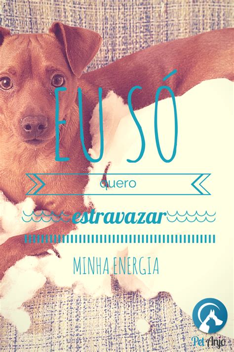 Porque Seu Cachorro Destrói Tudo Em Casa