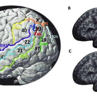 Pdf The Angular Gyrus Multiple Functions And Multiple Subdivisions