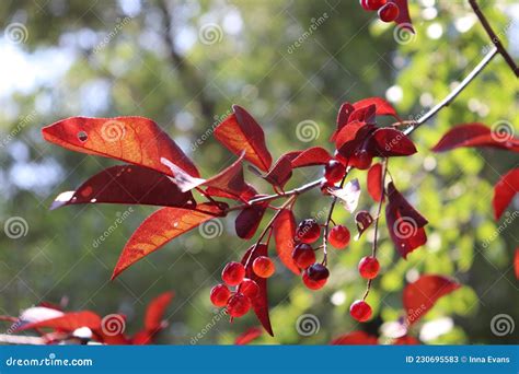 Tree Twig With Red Berries And Leaves In Bright Autumn Colors Season