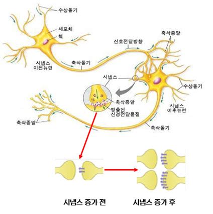 머리 뉴런 시냅스