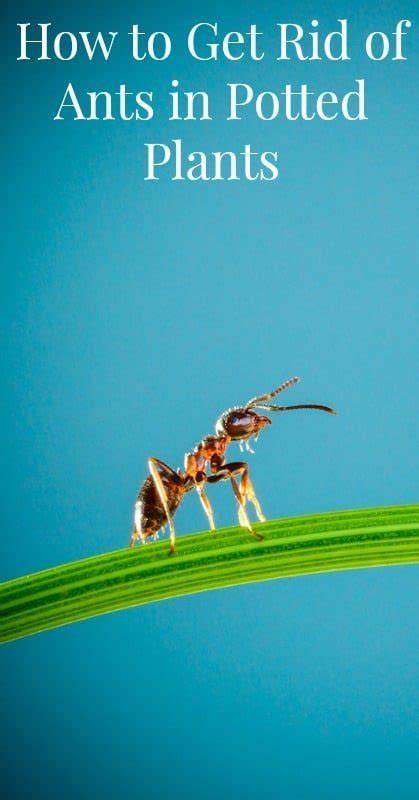 How To Get Rid Of Ants In Potted Plants