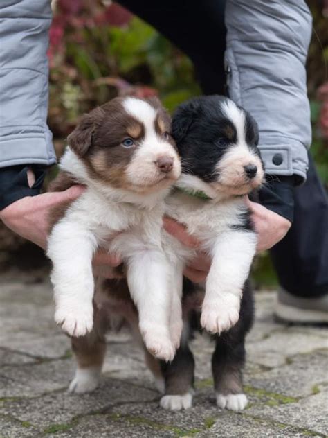 Avstralski Ovčar Mladički