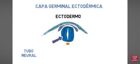 Desarrollo Embrionario Y Período Metamórfico Quizlet