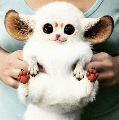 Cute Animals With Big Eyes