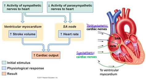 Physiology Exam 4 Lecture 6 Flashcards Quizlet