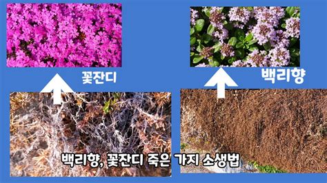 백리향꽃잔디 심폐소생술죽은가지 관리 바로하세요 Youtube
