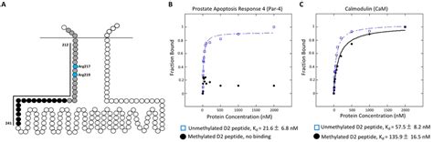 Binding Of Unmethylated And Methylated D2 Peptide To Prostate Apoptosis