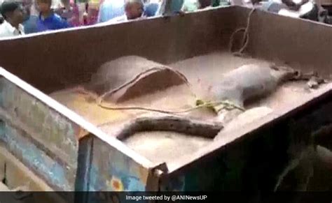 Python Unable To Move After Eating Large Prey Rescued In Up