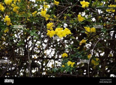 Yellow Leaves On A Tree Stock Photo Alamy