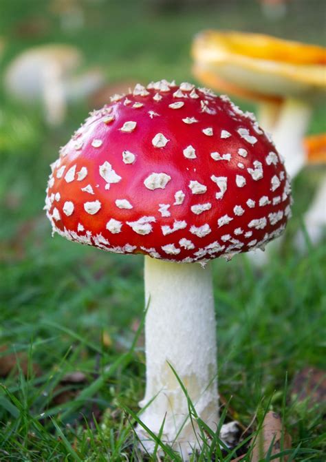 Kodama Systems On Linkedin Weekly Forest Fact Youve Probably Seen