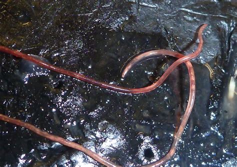 Жители Курганской области сняли на видео живых червей в водопроводе