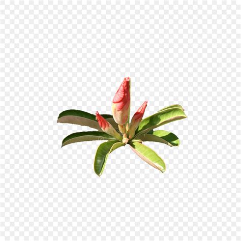 Nipon PNG Vector PSD And Clipart With Transparent Background For Free Download Pngtree