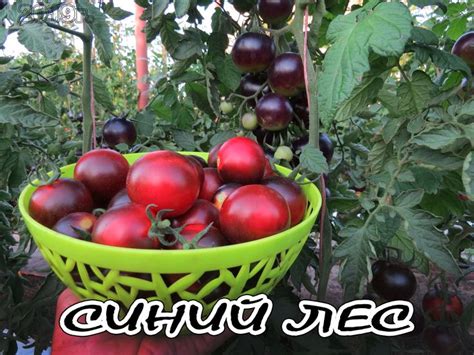 Голубой лес