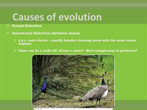 PPT Microevolution PowerPoint Presentation Free Download ID
