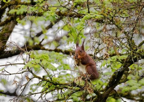 Premium Photo Squirrel Sitting On Tree Branch