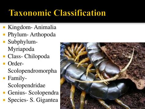 Ppt Amazonian Giant Centipede Scolopendra Gigantea Powerpoint