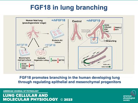 Fgf18 Promotes Human Lung Branching Morphogenesis Through Regulating