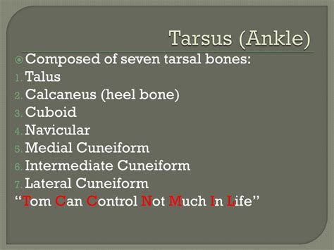 Ppt The Skeletal System Powerpoint Presentation Free Download Id