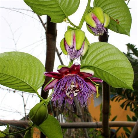 Passiflora Quadrangularis Seeds 10 Seeds Giant Granadilla Giant