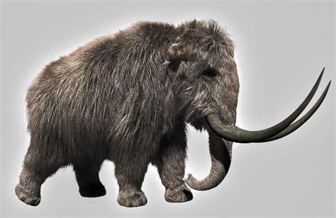 Look At My Hair Mammoth Furred