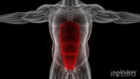 Human Muscular System Torso Muscles Rectus Abdominis Muscle Anatomy