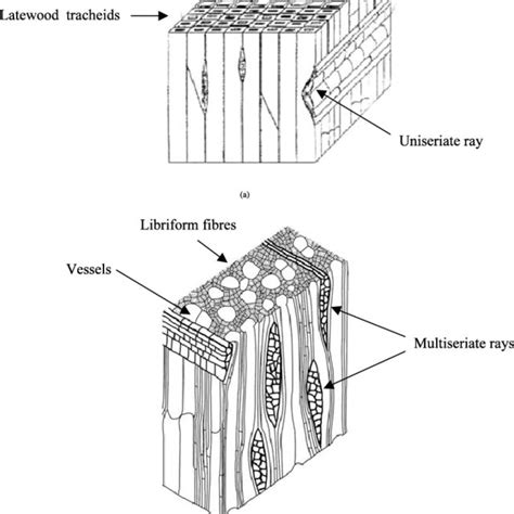 Pdf Fracture Characteristics Of Different Wood Species Under Mode I Loading Perpendicular To