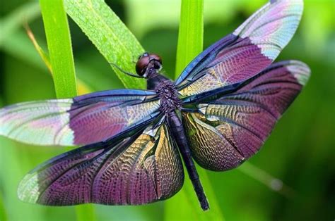 Pretty Purple Mariposas Pinterest