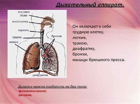 Строение и функционирование периферического отдела речевого аппарата ...