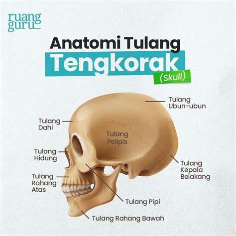 Macam Macam Tulang Penyusun Kerangka Tubuh Manusia Biologi Kelas