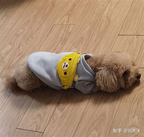 捡到泰迪一只，奥林匹克花园四期 知乎