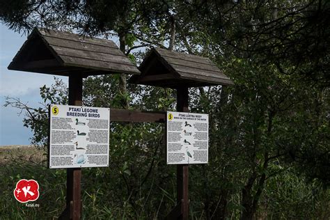 Wyspa Sobieszewska Rezerwat Ptasi Raj Czyli Odkrywamy Pomorskie