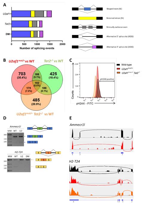 Aberrant Splicing Events By Rna Sequencing A Number Of Alternatively