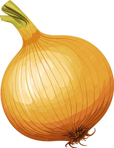 양파 터 일러스트레이션 프리미엄 벡터