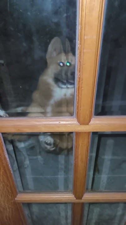 일 마치고 밤에 집에 돌아왔을 때 문 열고 반겨 주려고 하는 귀염둥이♡ Youtube