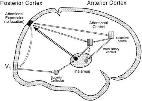 Selective And Modulatory Control Modules In The Triangular Circuit