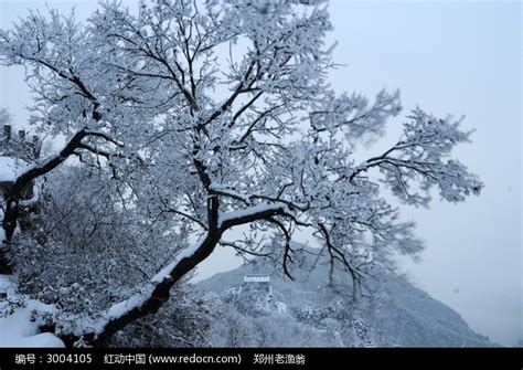 神农山上的白皮松高清图片下载 红动中国