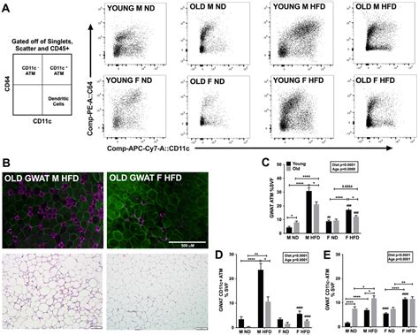 Female Adipose Tissue Has Improved Adaptability And Metabolic Health Compared To Males In Aged