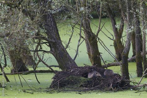 Foto De Nutria Coypu Myocastor Coypus Adult And Cub Resting At