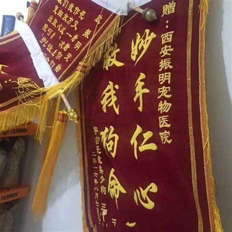 当宠物医院收到锦旗：妙手回春，救我狗命！