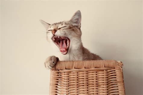 Does Your Cat Have Feline Odontoclastic Resorptive Lesions Beaches