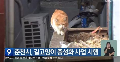 춘천시 길고양이 중성화 사업 시행
