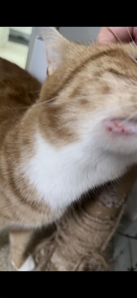 Weird Red Marks On My Cats Mouth Rcats