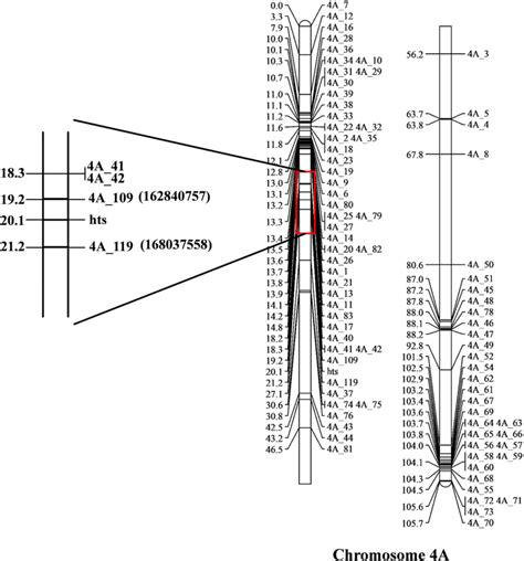 Genetic Linkage Map Mgi 624 View Linkage Map For Mouse With Human