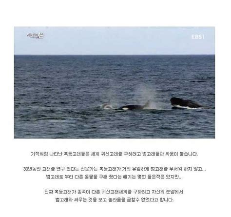바다 최대의 포식자 ‘범고래의 유일한 대항마 지식의정석 New